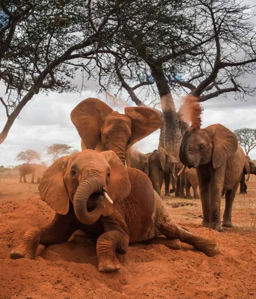 Elephant & Rhino Encounters | Safari Experiences | The Emakoko, Nairobi